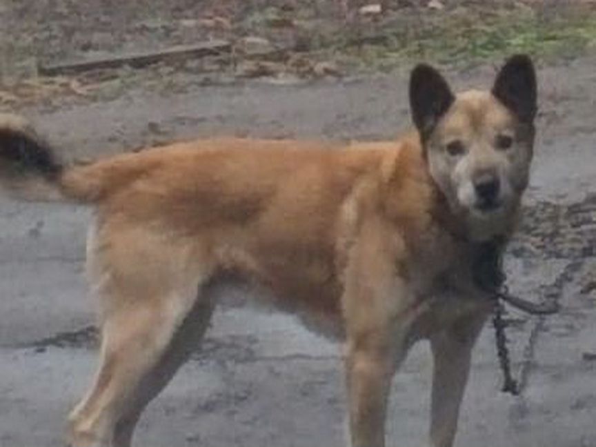 Фомка в добрые руки