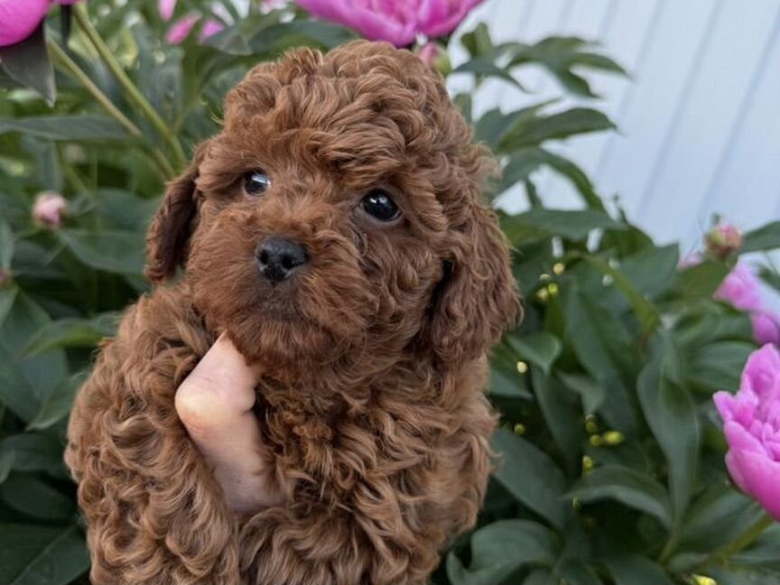 Той-пудель мини девочки