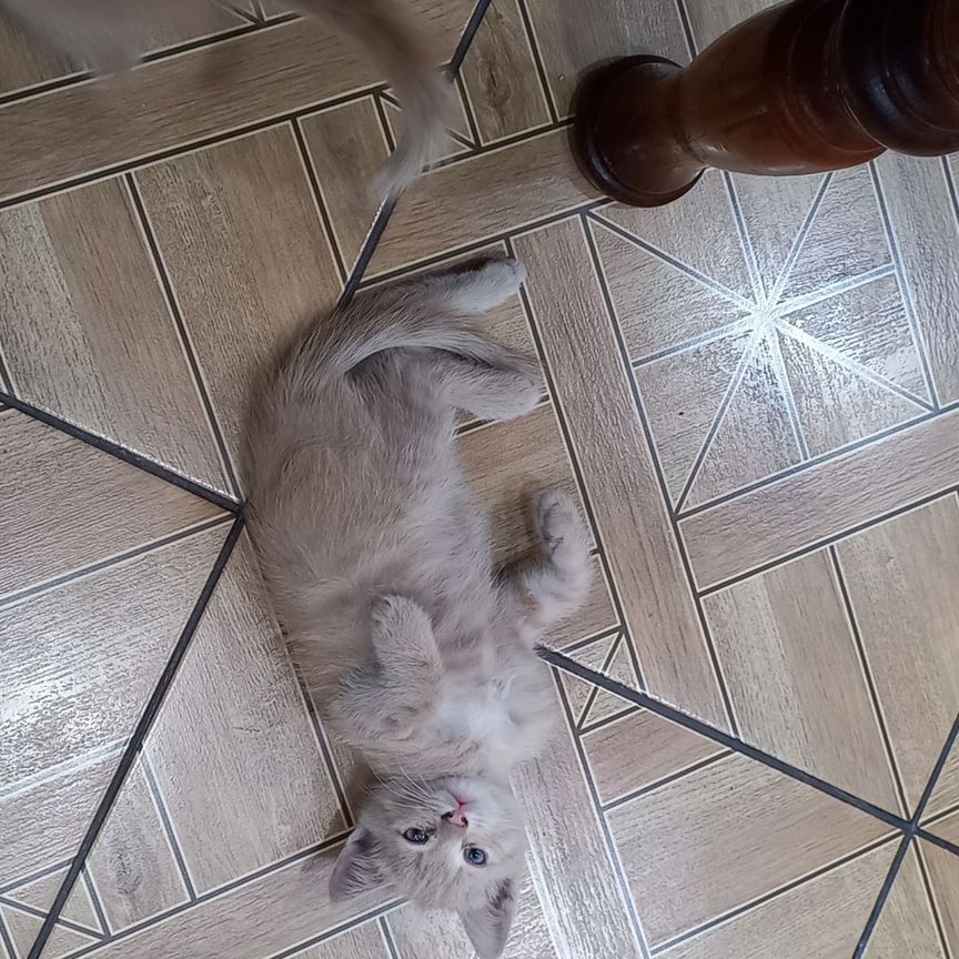 Котята