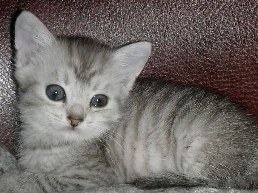 Котята-тигрята