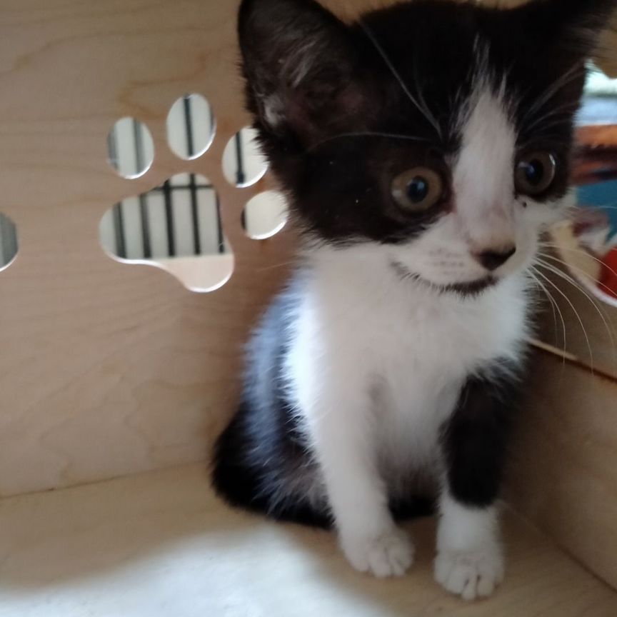 Котенок - девочка