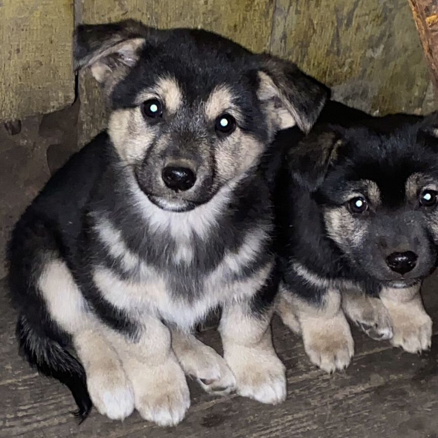 Немецкая овчарка, щенок