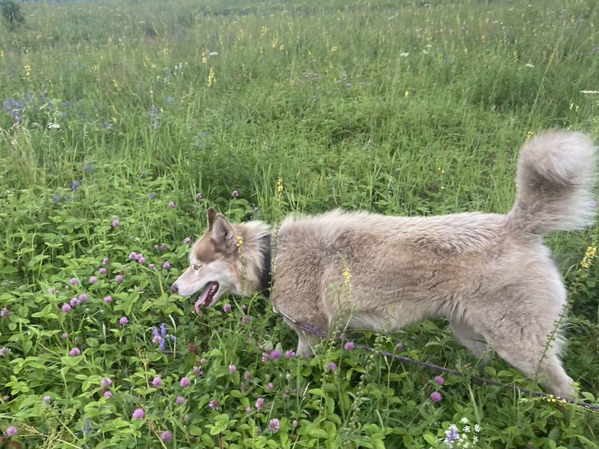 Вязка Хаски Арлекин кабель