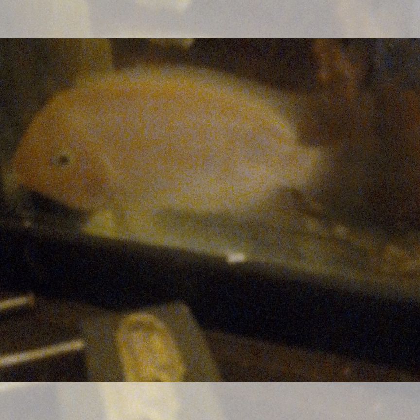 Цихлида сомец