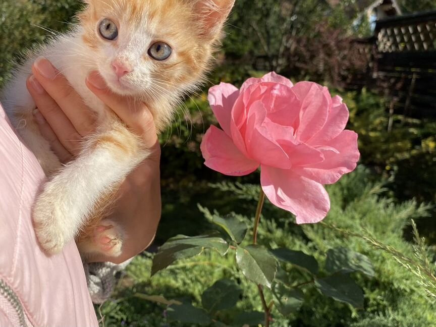 Лисунька в поисках семьи