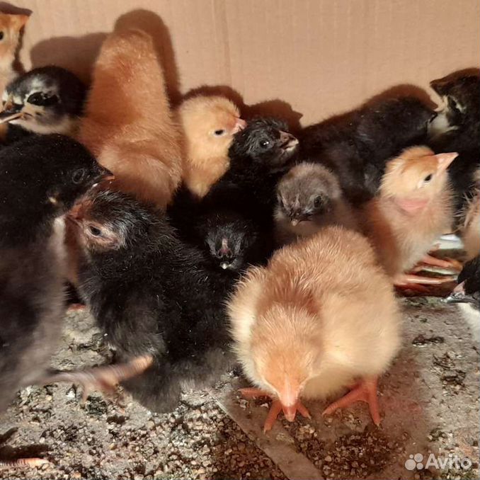 Домашние суточные цыплята, броллеры Кобб 500, индю