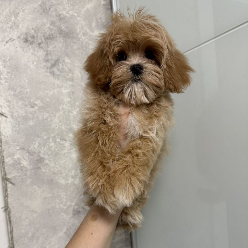 Мальтипу, щенок