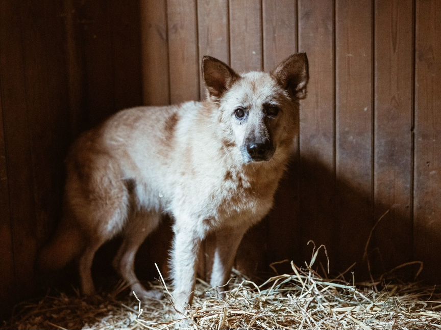 Собака в добрые руки