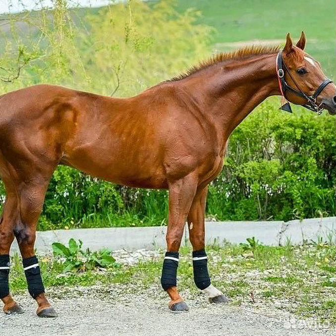 Продажа лошадей английская чистокровная