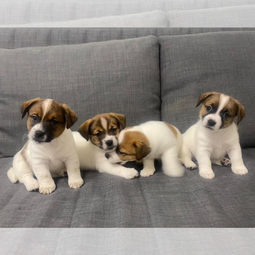 Джек-рассел-терьер, щенок