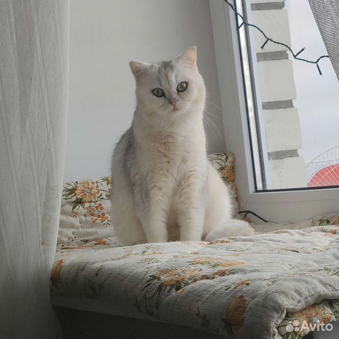 Продам британскую кошку