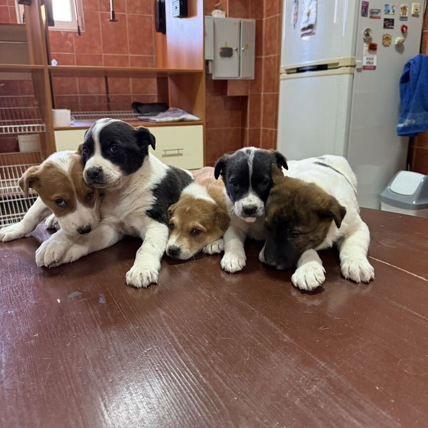 Щенок в добрые руки