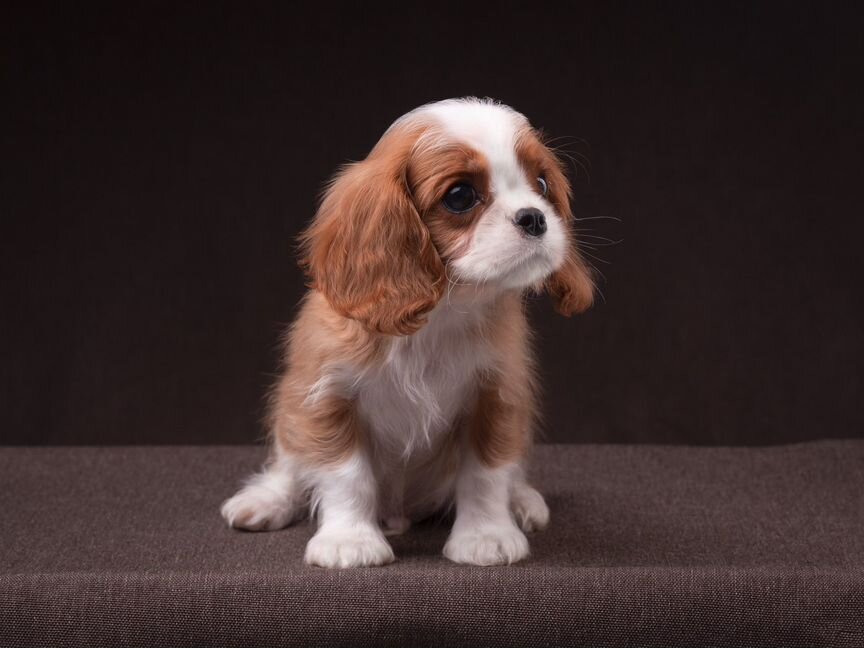 Тёмочка-крошечный кавалер спаниель