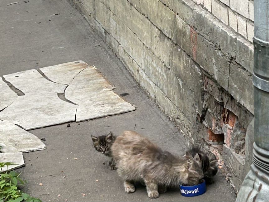 Предлагаю котят