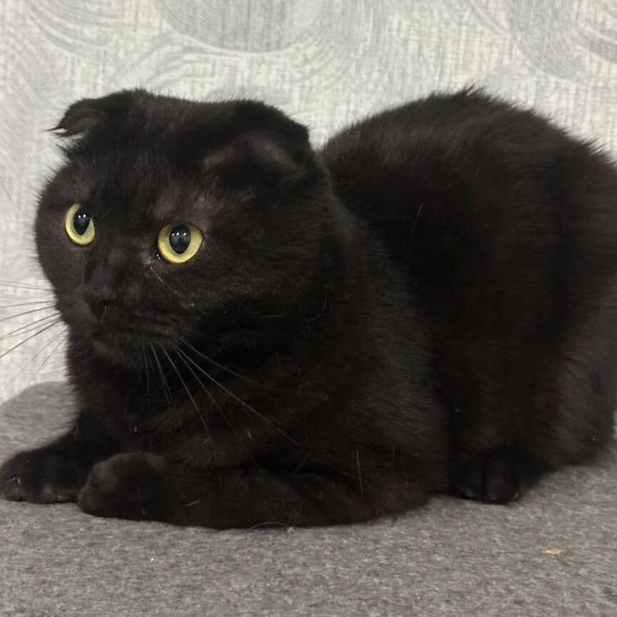 Шотландская вислоухая короткошёрстная кошка, взрослая