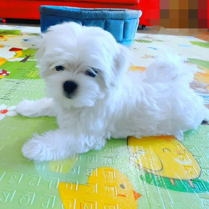 Щенок мальтезе мальчик