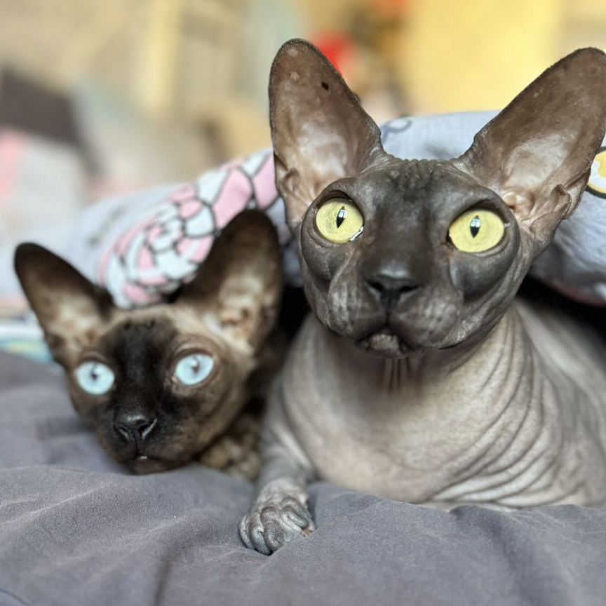 Канадский сфинкс, взрослая кошка