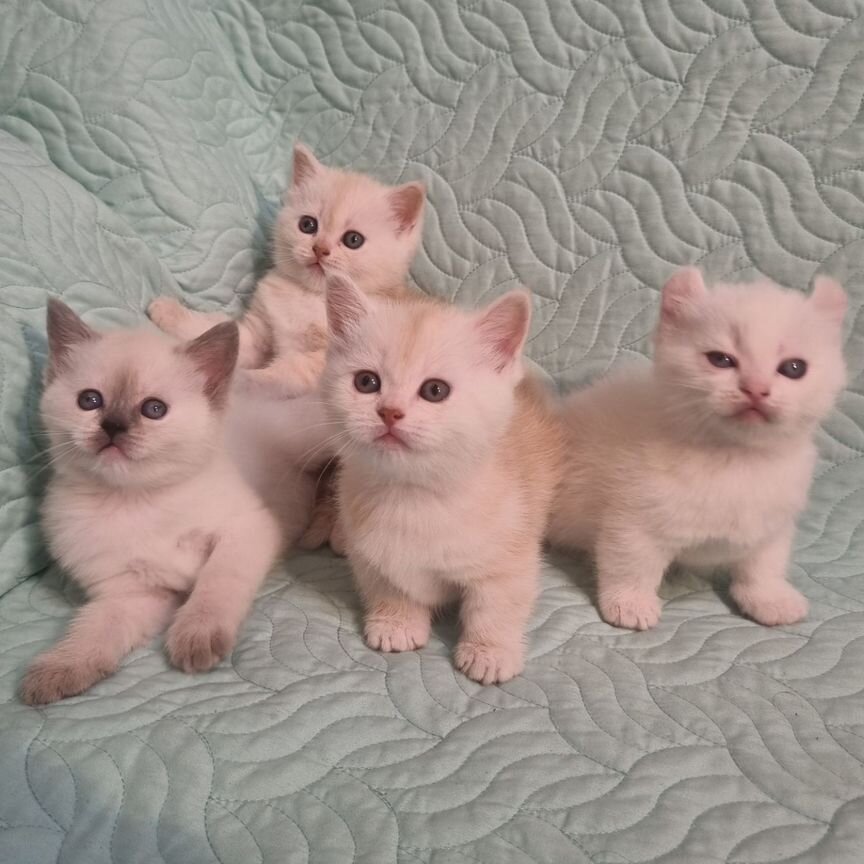 Манчкин котёнок