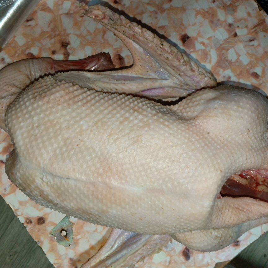 Продам домашних гусей сегодня резал