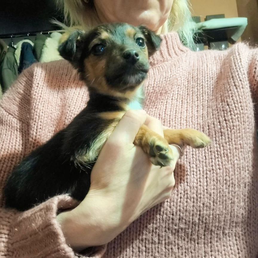 Отдам бесплатно в добрые руки