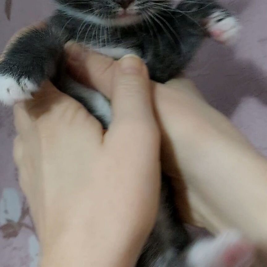 Котёнок 1,5 мес.- девочка