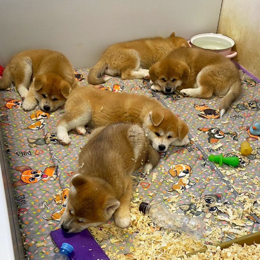 Щенки Акита ину