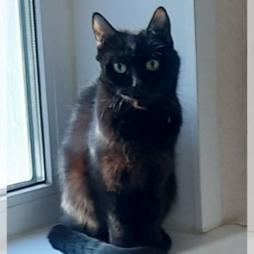 Взрослая кошка в добрые руки