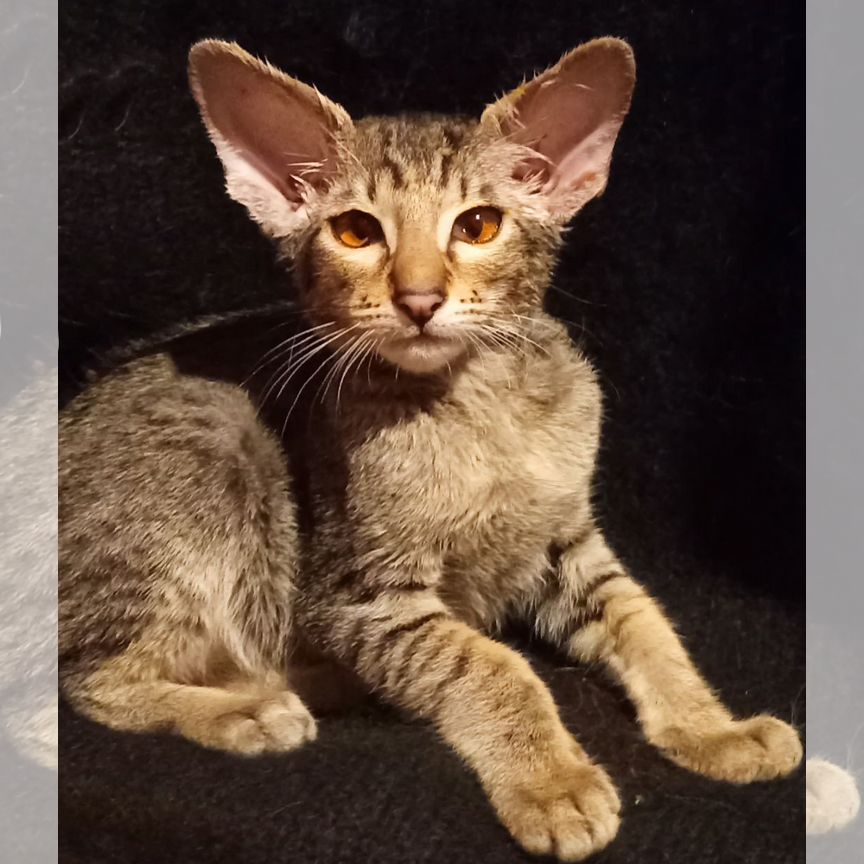 Ориентальный котёнок