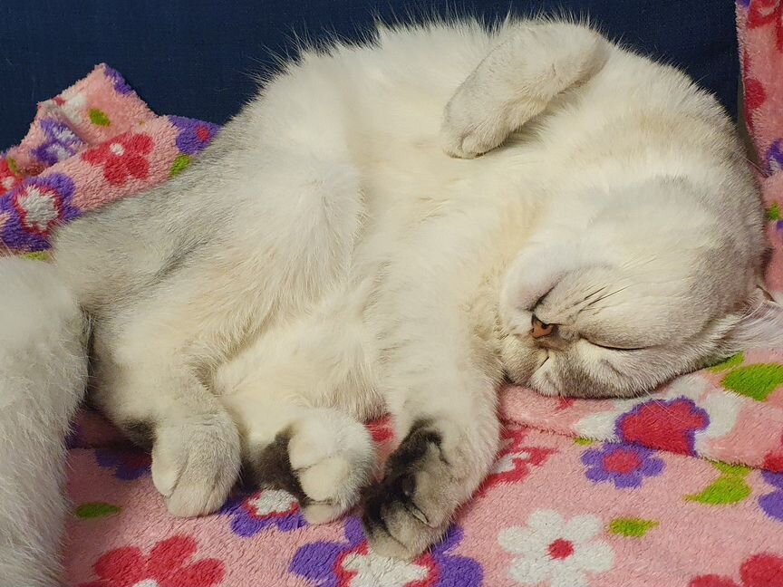 Британская кошка в дар