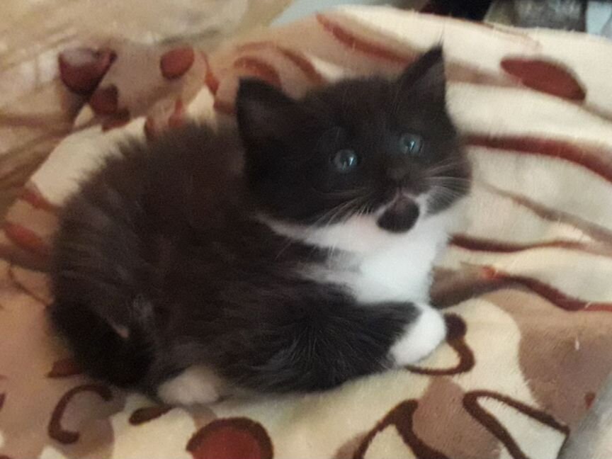 Прелестное создание