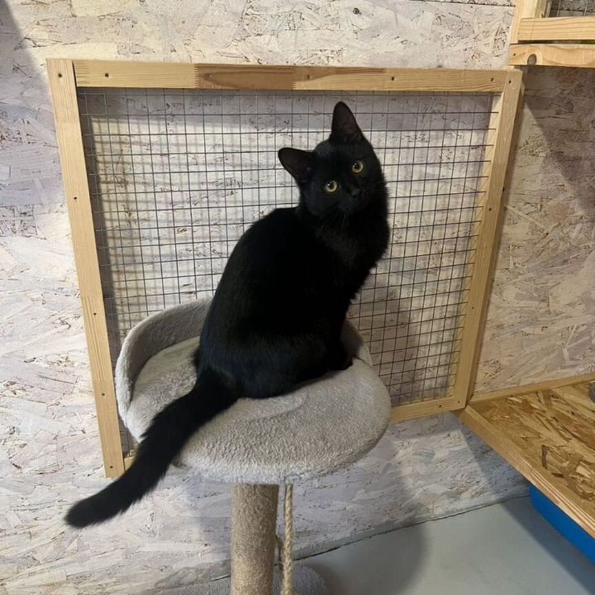 Котенок (8мес) бесплатно