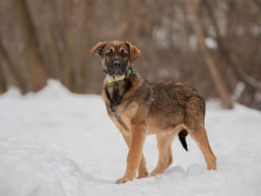 Щенок метис малинуа в добрые руки