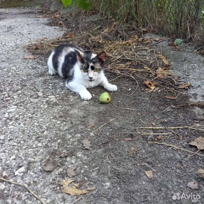 Молоденькие симпатичные кошечки-сестрички