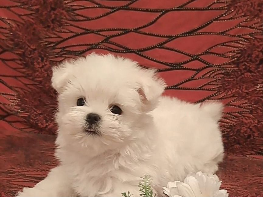 Изумительные малыши