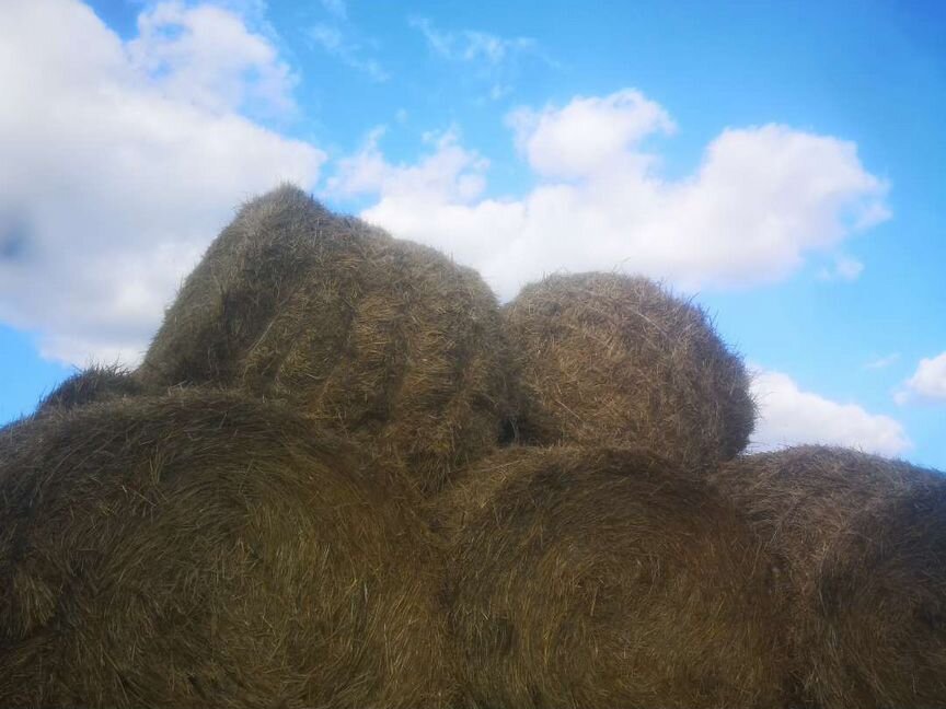 Солома
