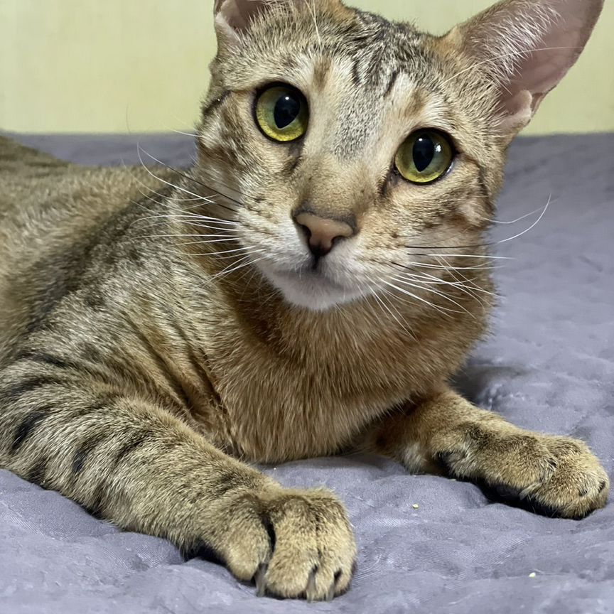 Кошкчка саванна