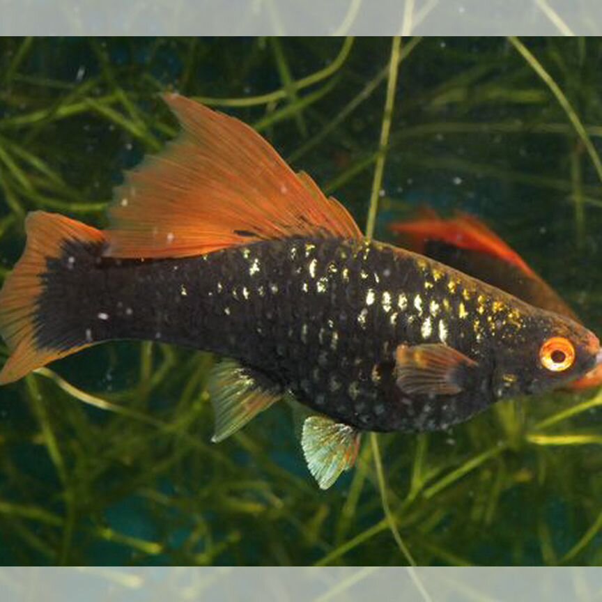 Меченосцы трехцветные, тигровые и черные