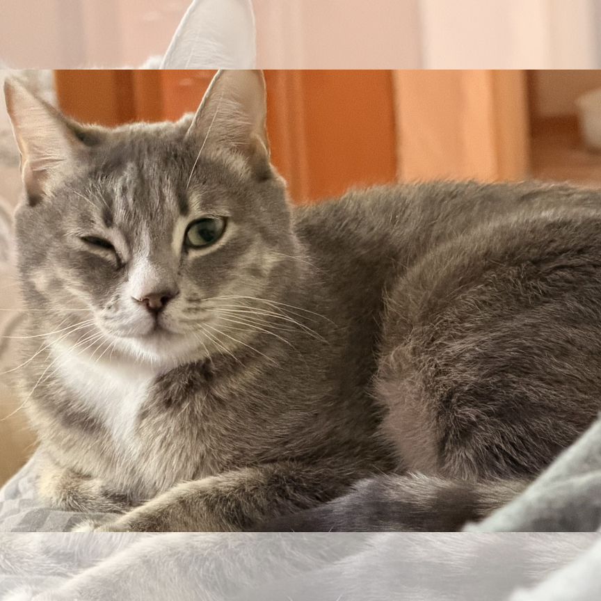 Взрослый кот в добрые руки