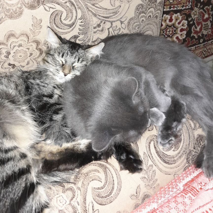 Кошечки хотят жить в своём доме