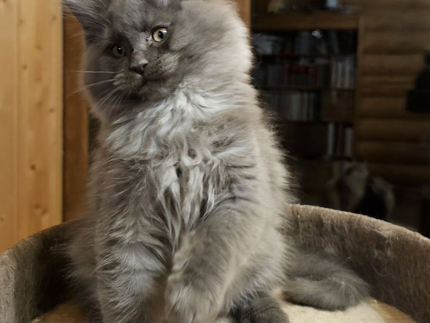 Котята мейн куны полидактыи стандарты