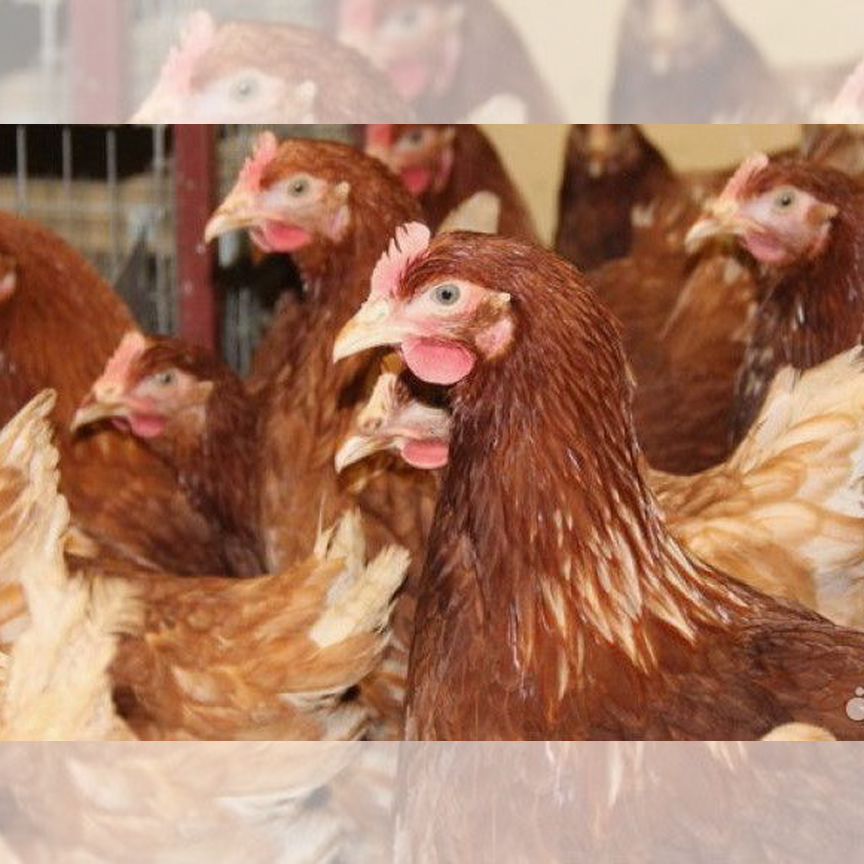 Куры Несушки с доставкой Ломан браун