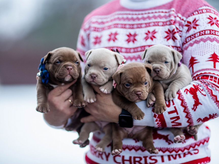 Американский булли - покет - предварительная бронь