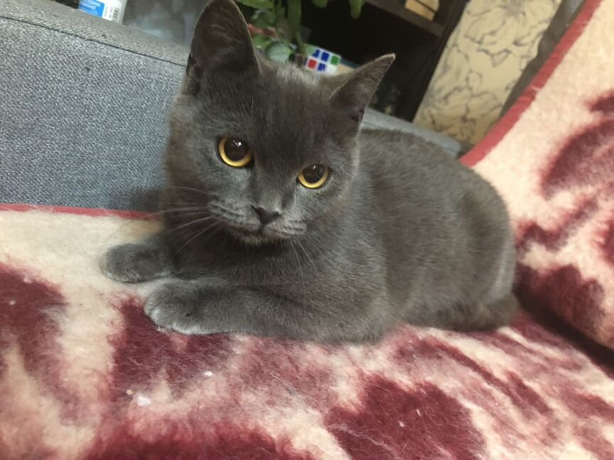 Русская голубая или британка