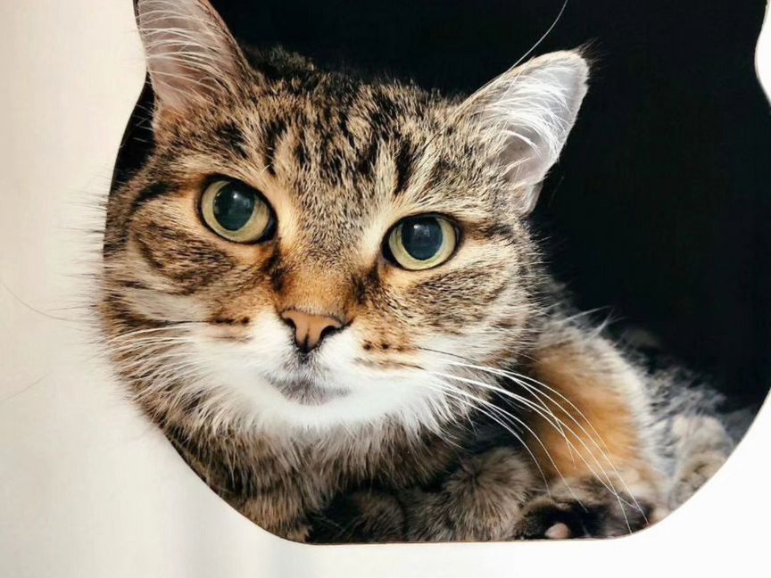 Кошечка Юля в добрые руки