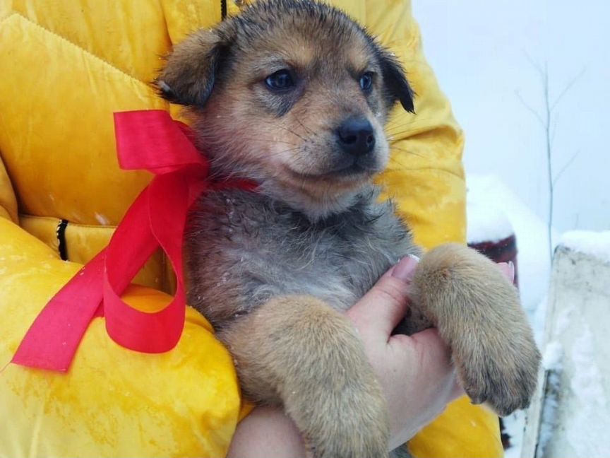 Собака в добрые руки отдам бесплатно