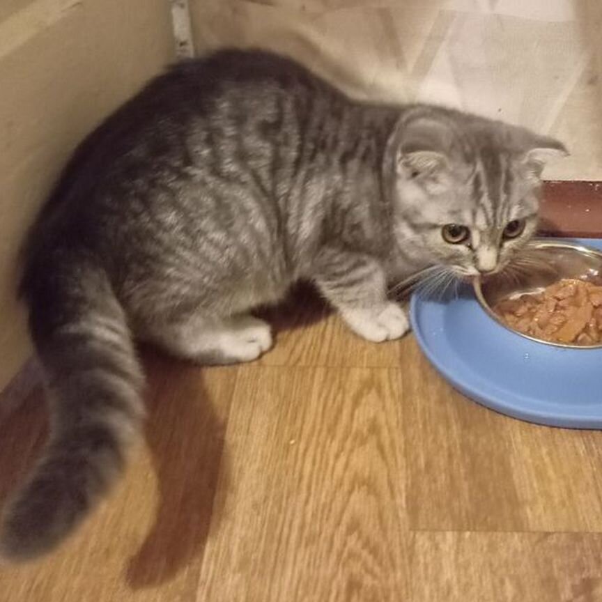 Вислоухая серая кошка