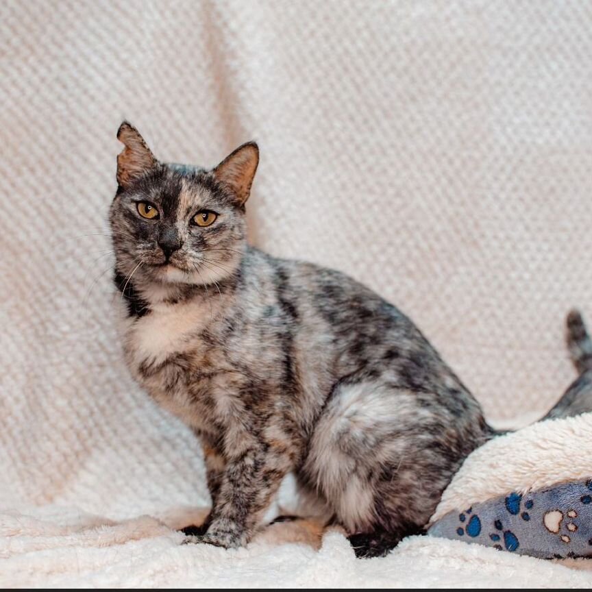 Кошка