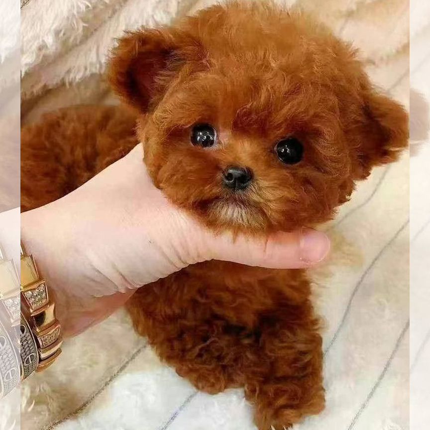 Мальтипу, щенок