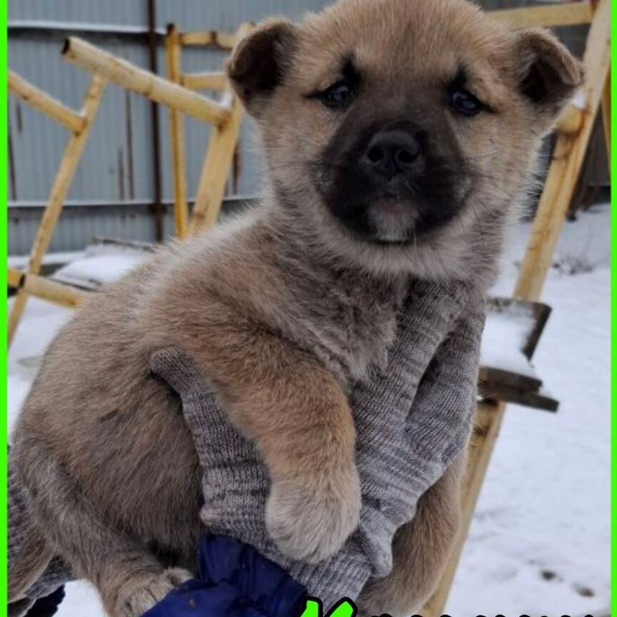 Щенок в добрые руки бесплатно