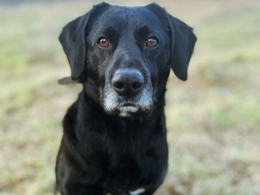 Барон ищет дом